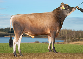 VikingJersey – Ny pollad tjur | Växa